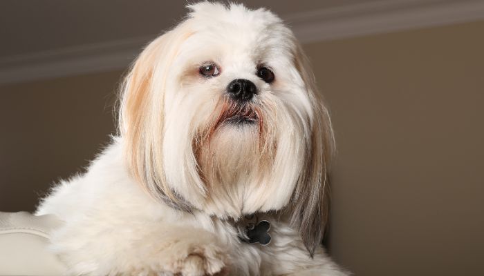 Lhasa apso: tudo sobre a raça - Jornal Semanal